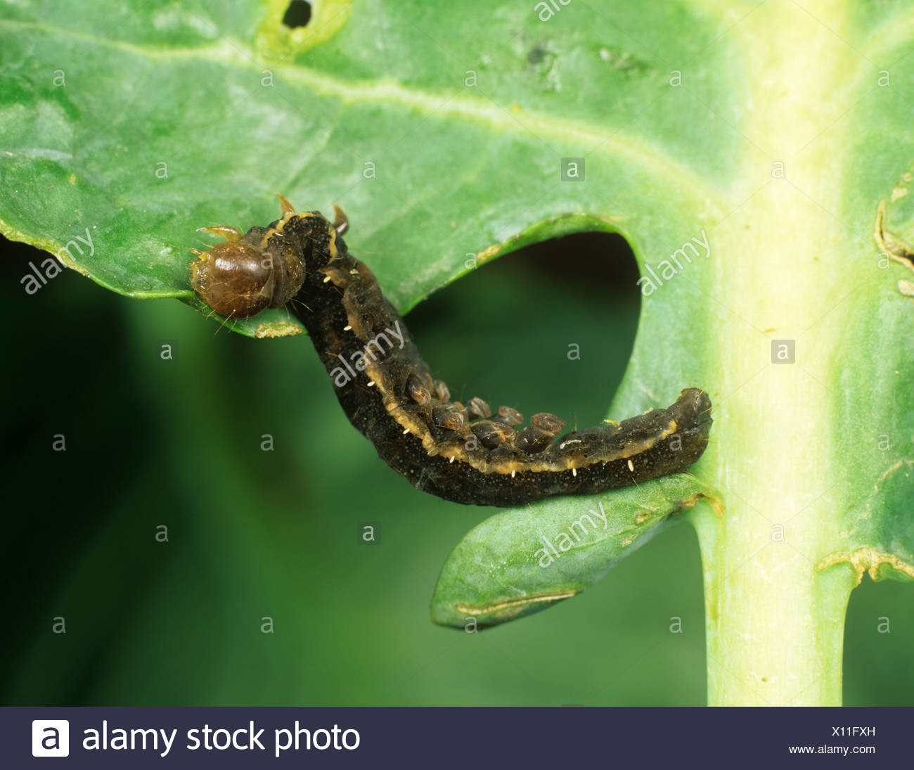 Tomato Moth Caterpillar High Resolution Stock Photography and Images ...