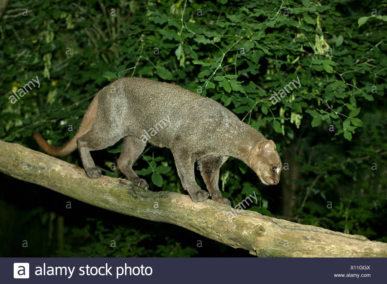 Eyra Cats High Resolution Stock Photography and Images - Alamy