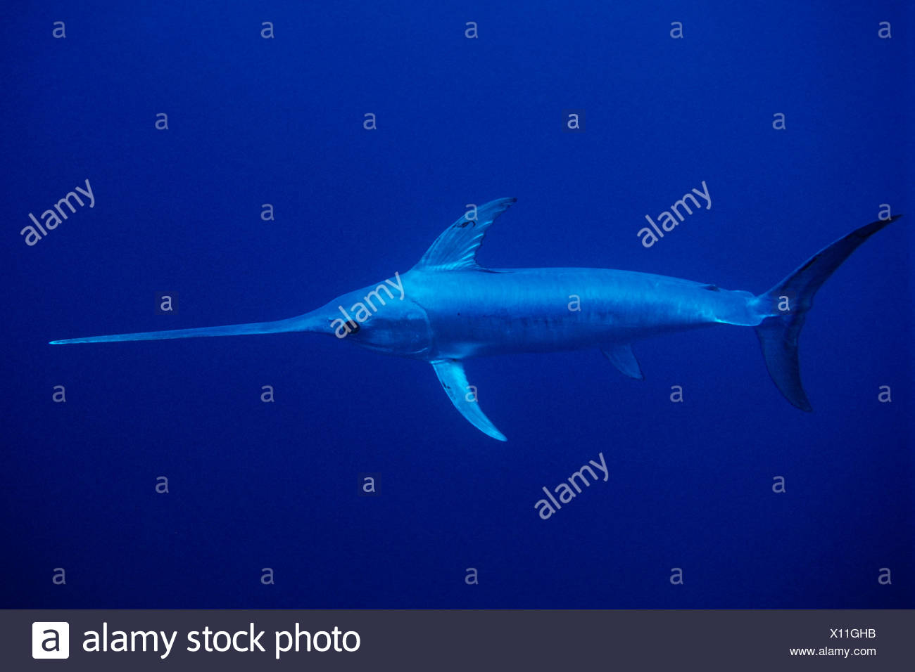 The Swordfish High Resolution Stock Photography and Images - Alamy