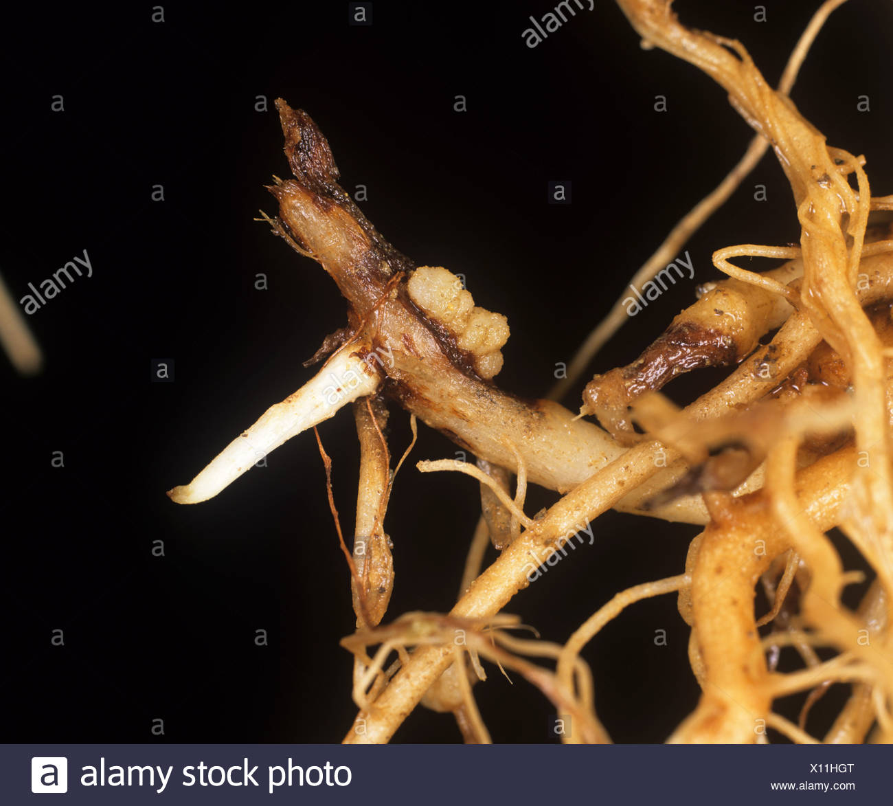 Stolon Stock Photos & Stolon Stock Images - Alamy