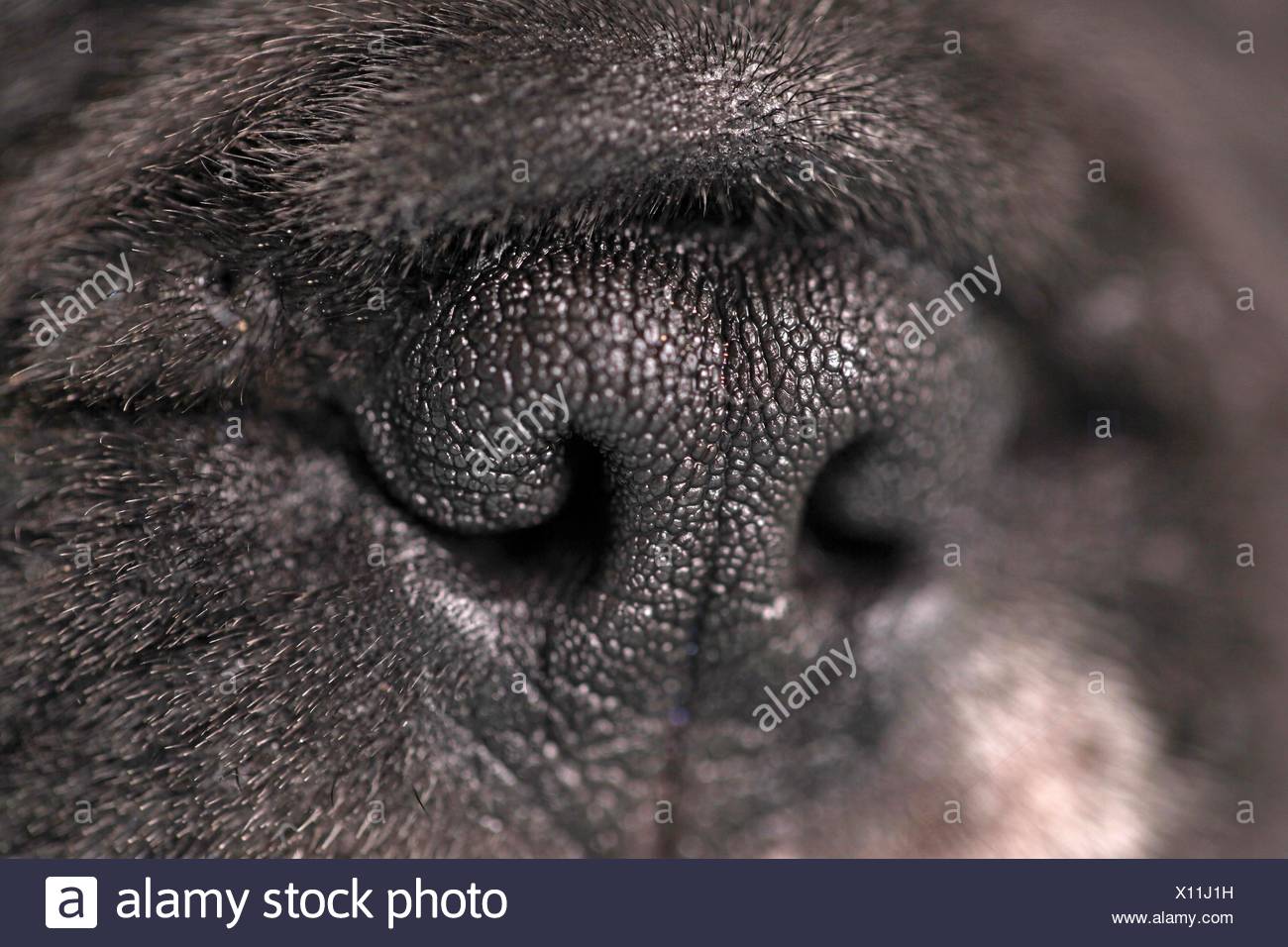 Bulldog Nose High Resolution Stock Photography and Images - Alamy