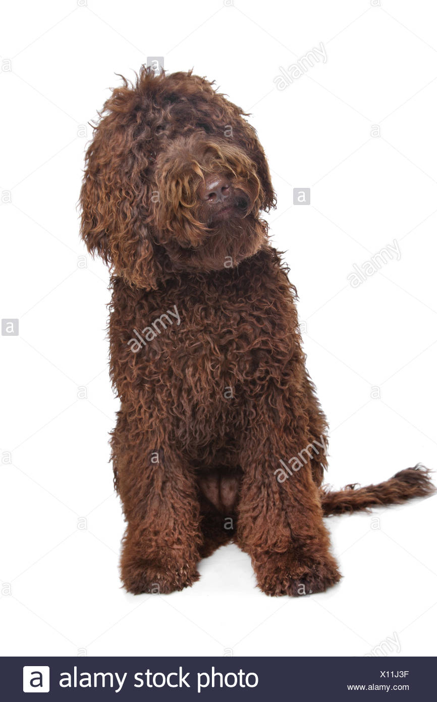 Labradoodle Brown High Resolution Stock Photography and Images - Alamy