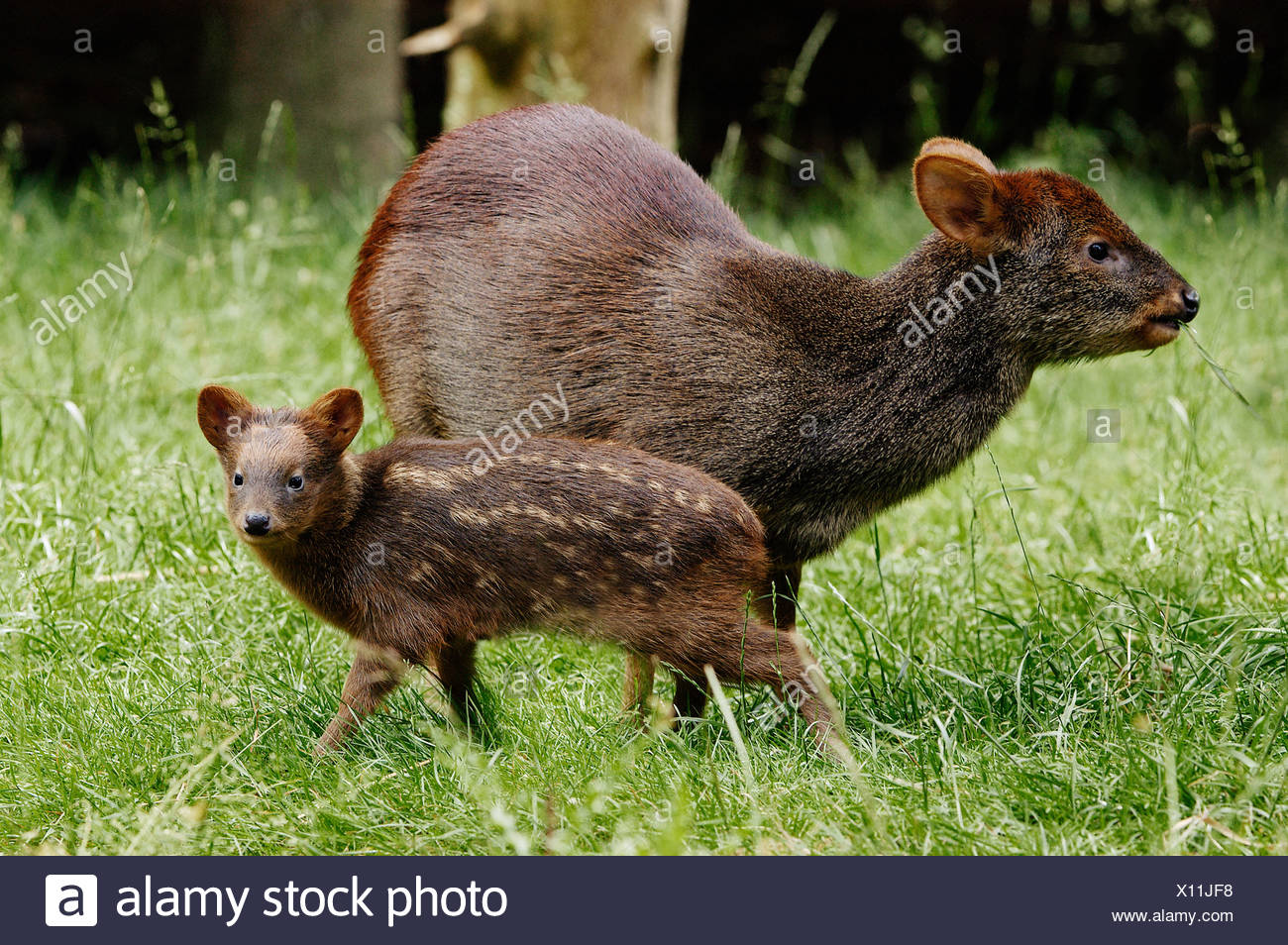 Pudu Deer High Resolution Stock Photography and Images - Alamy