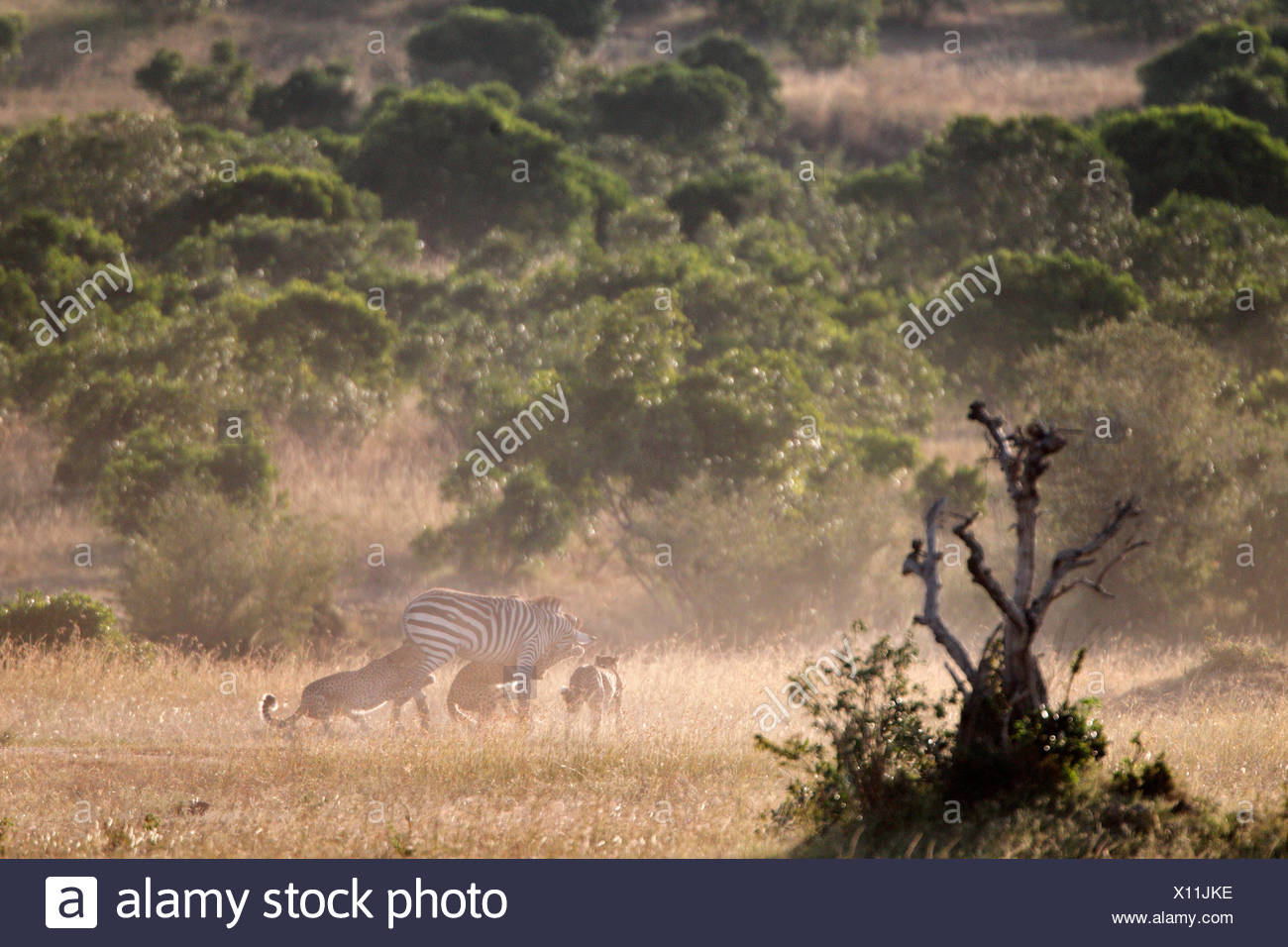 Cheetah Hunt Zebra High Resolution Stock Photography and Images - Alamy