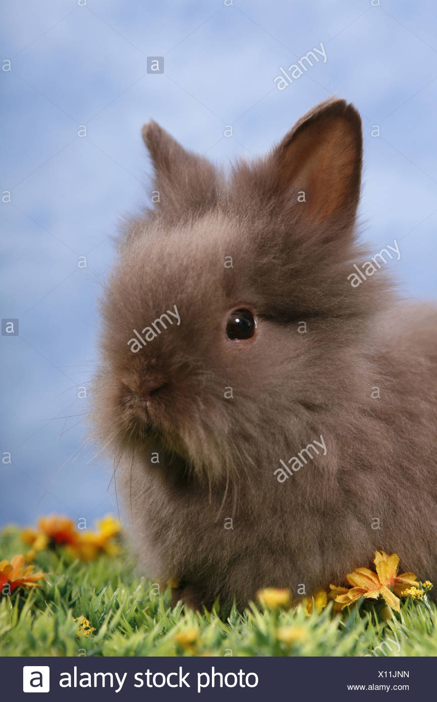 Teddy Dwarf Rabbits High Resolution Stock Photography and Images - Alamy