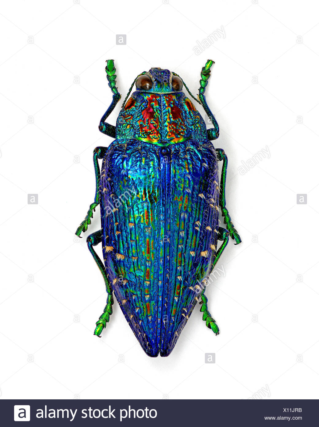 Polybothris Sumptuosa Gema High Resolution Stock Photography and Images ...