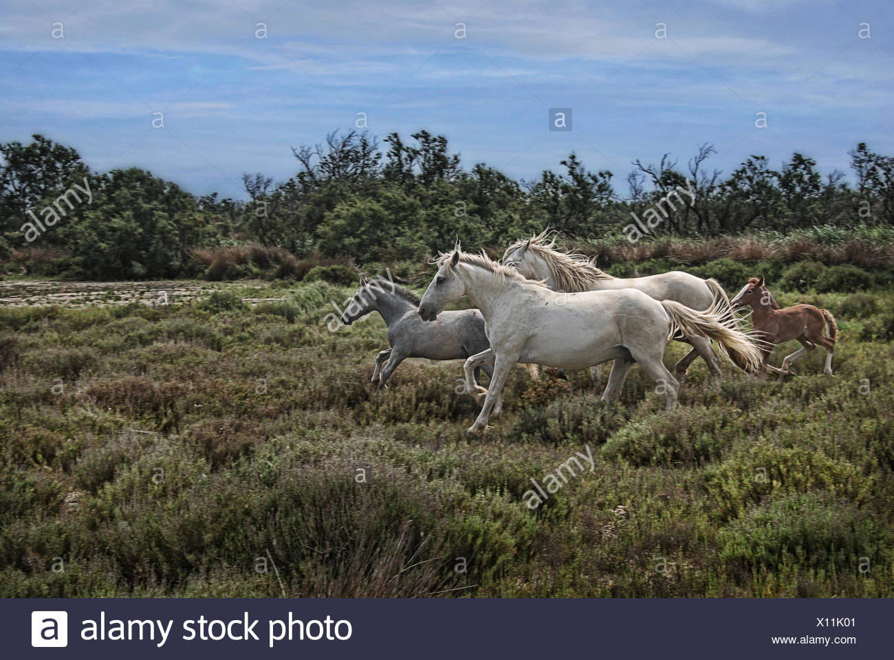 The Camargue High Resolution Stock Photography and Images - Alamy