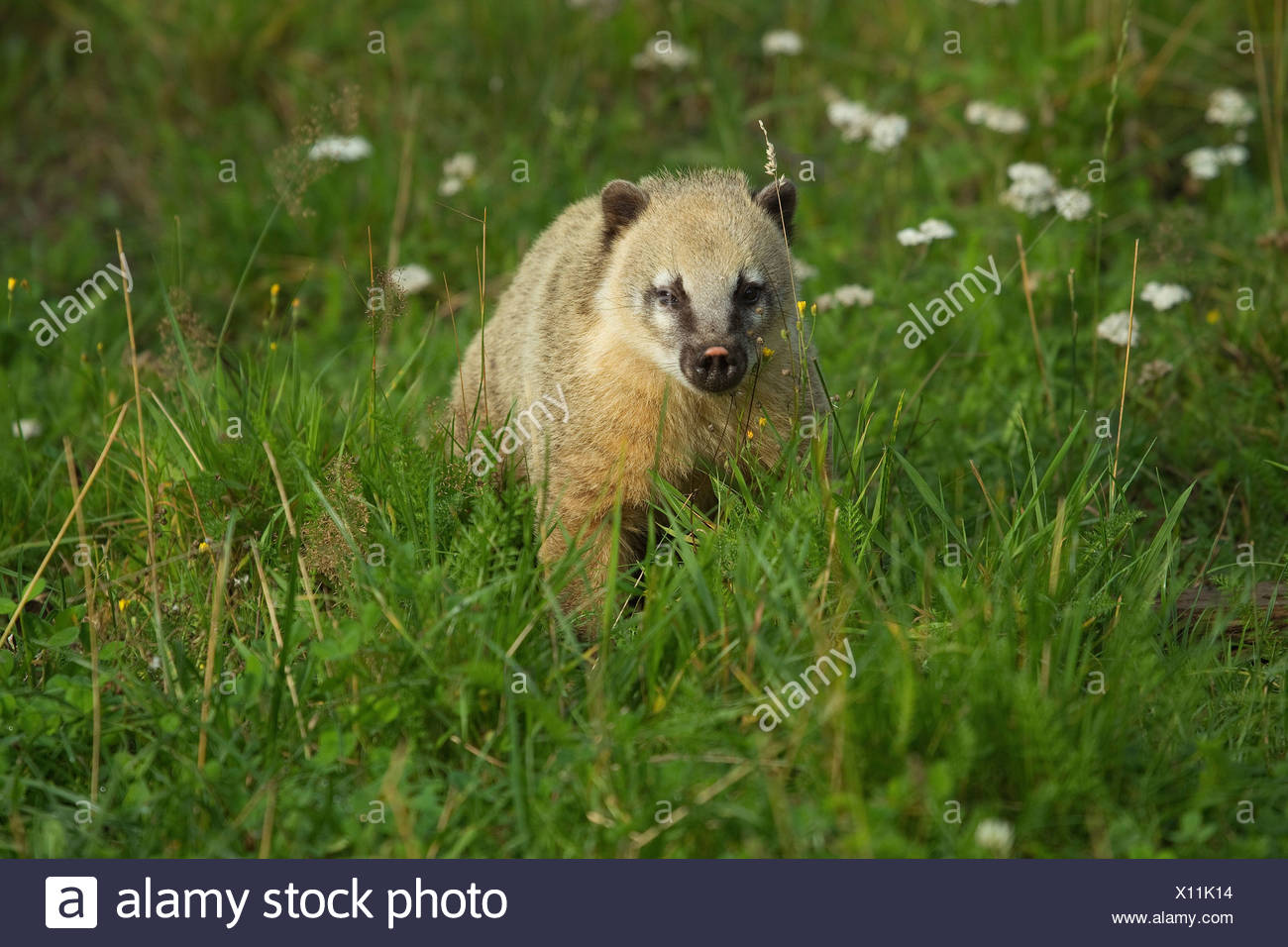 Coati Species High Resolution Stock Photography and Images - Alamy