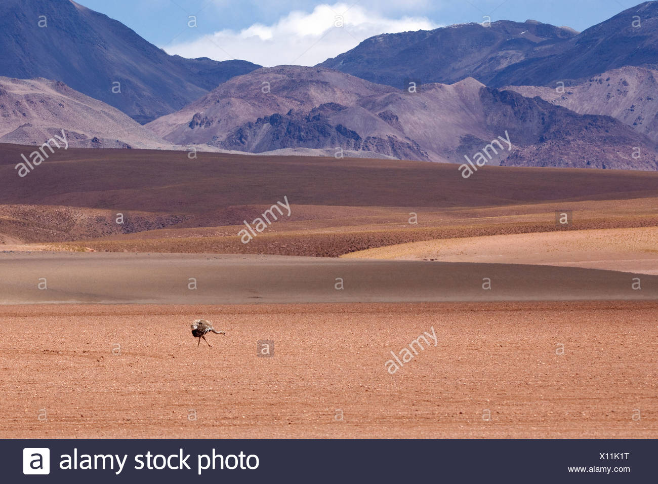 Rhea Tarapacensis High Resolution Stock Photography and Images - Alamy