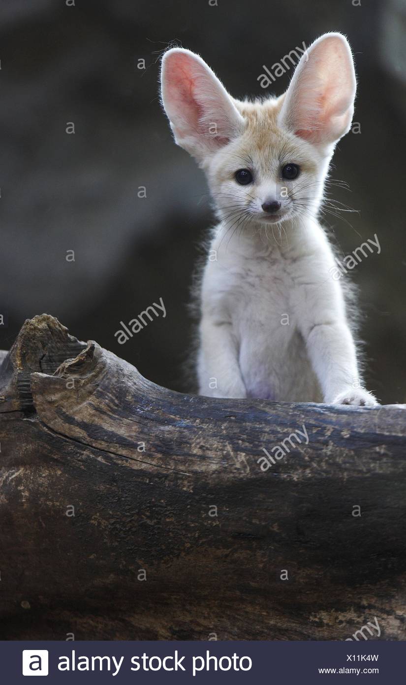Fennec Foxes Stock Photos & Fennec Foxes Stock Images - Alamy