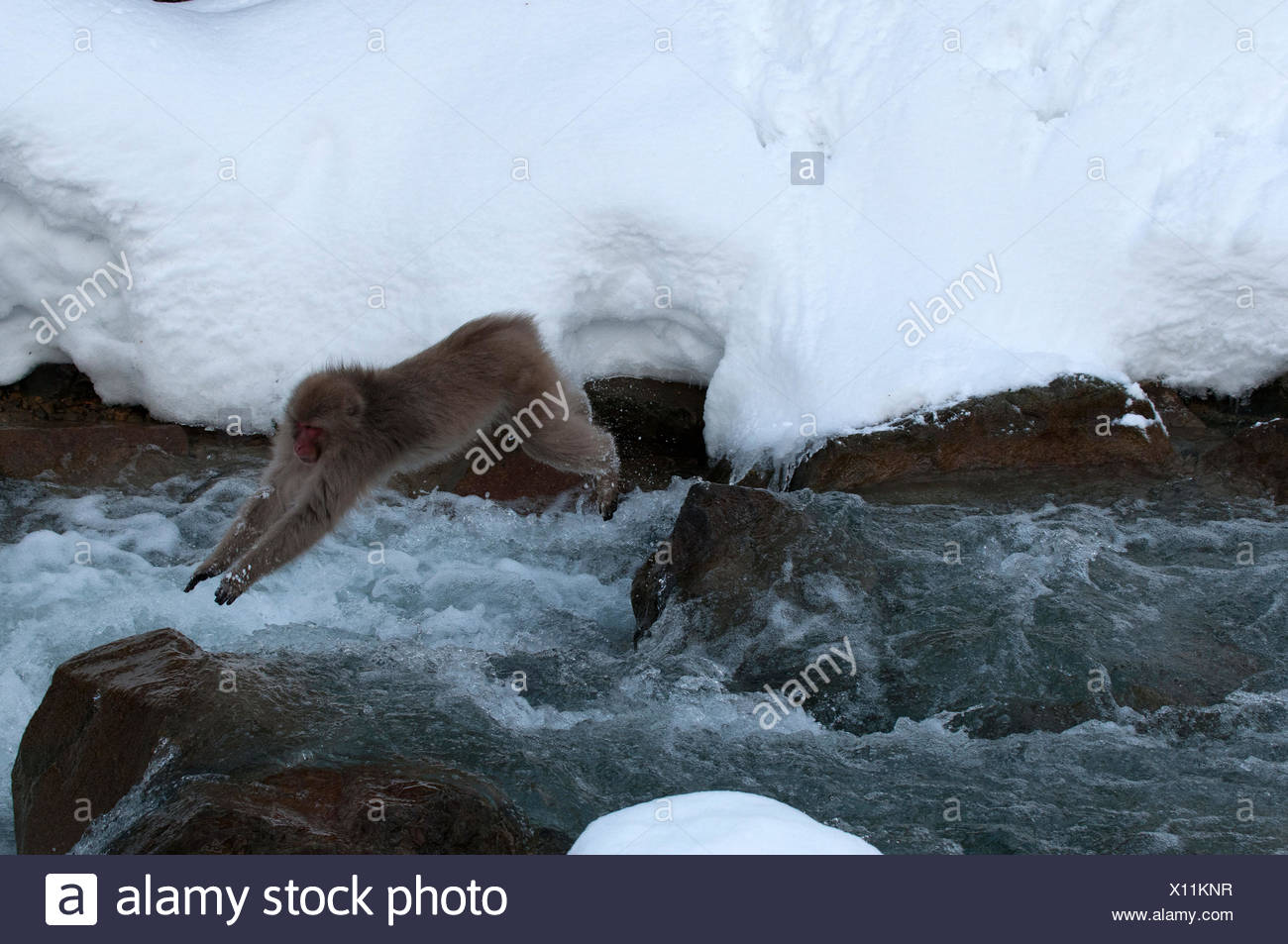 Monkey Jumping High Resolution Stock Photography and Images - Alamy