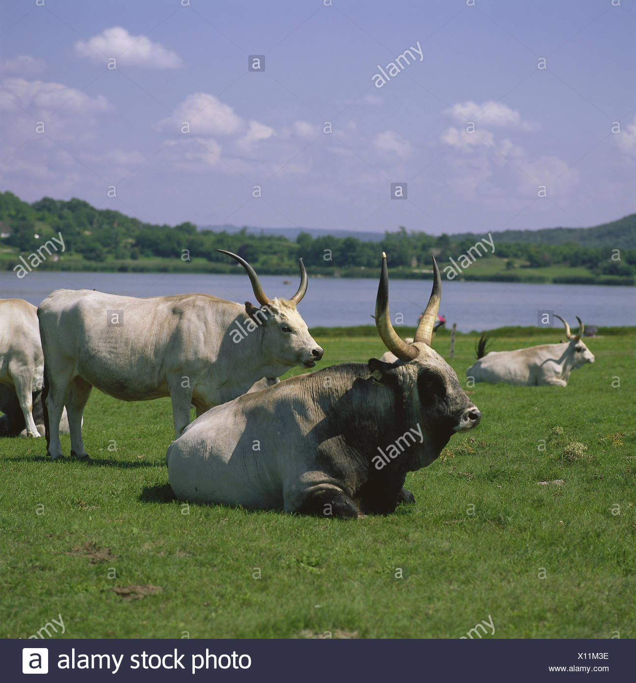 Hungarian Steppe Cattle High Resolution Stock Photography and Images ...