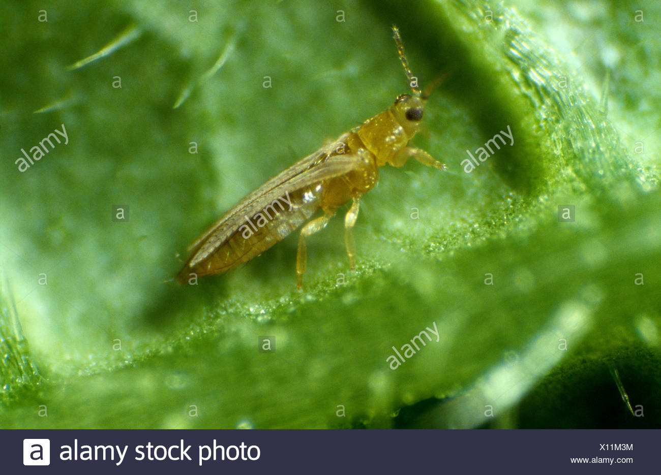 Tabaci Stock Photos & Tabaci Stock Images - Alamy