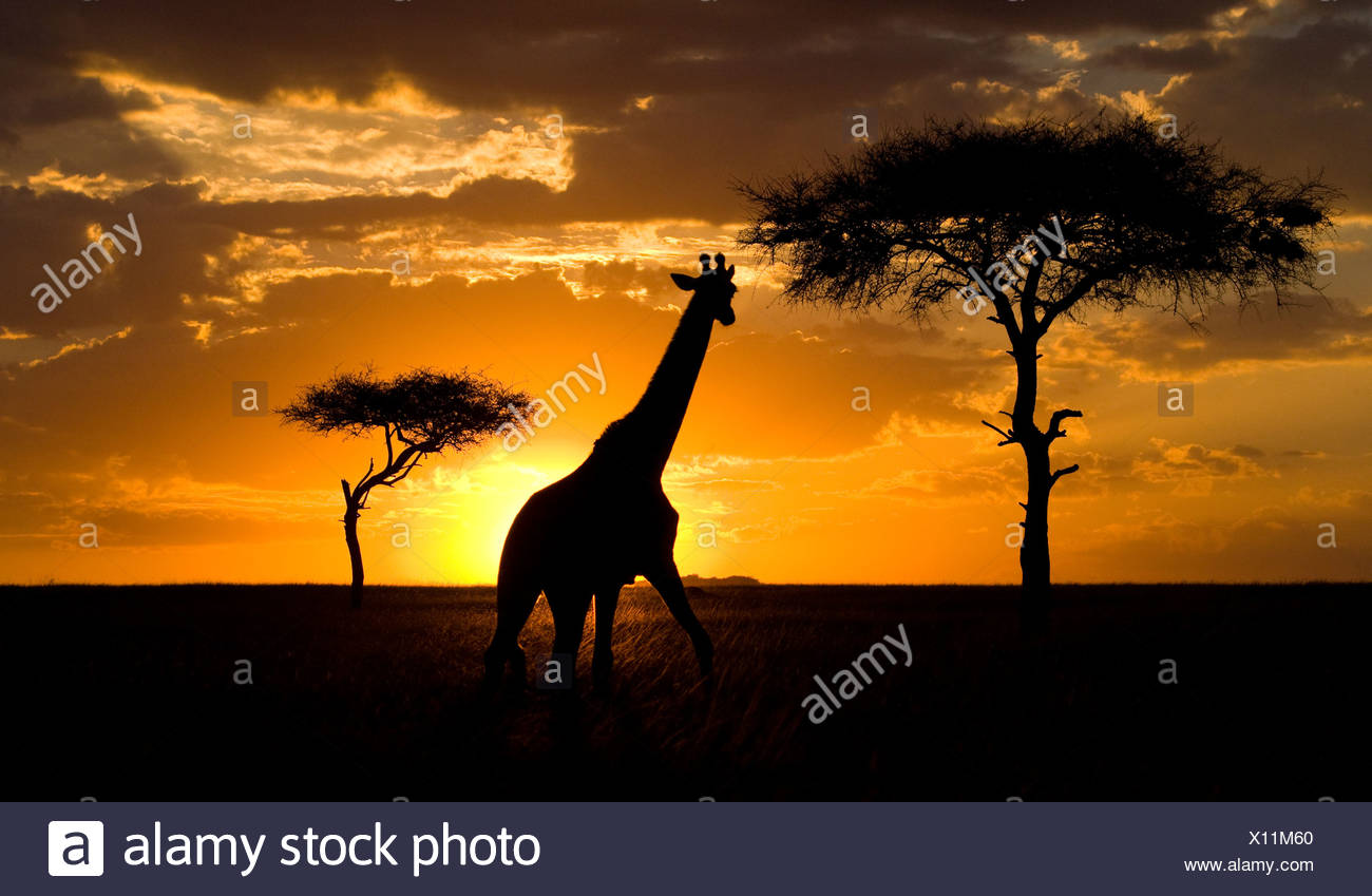 Giraffes Africa Sunset High Resolution Stock Photography and Images - Alamy