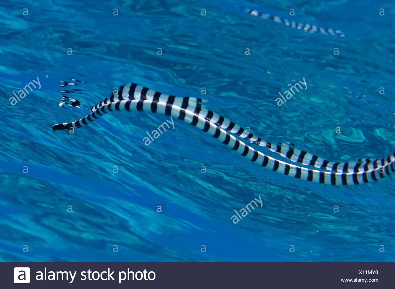 Banded Sea Snake Laticauda Colubrina High Resolution Stock Photography ...