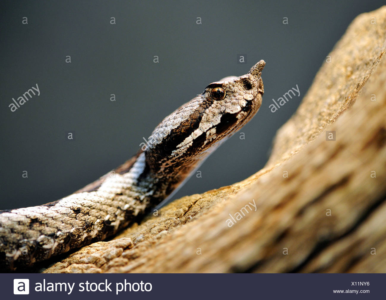 Nose Horned Viper Vipera Ammodytes Stock Photos & Nose Horned Viper ...