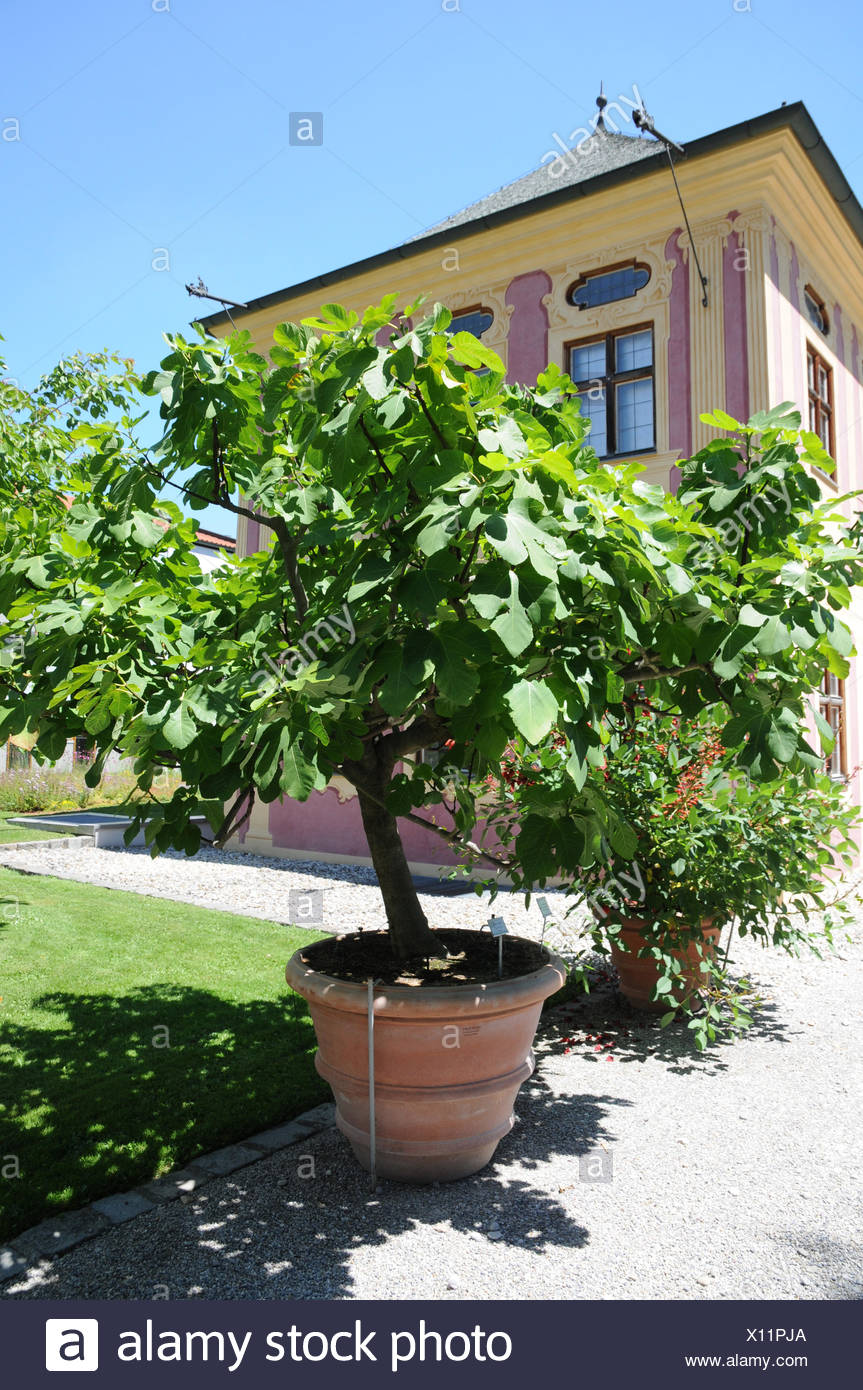 Common Fig Tree High Resolution Stock Photography and Images - Alamy