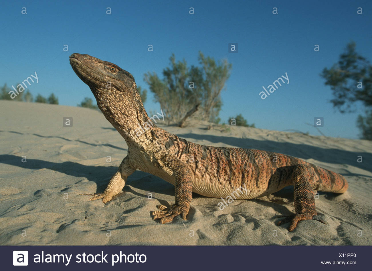 Varanus Griseus Stock Photos & Varanus Griseus Stock Images - Alamy