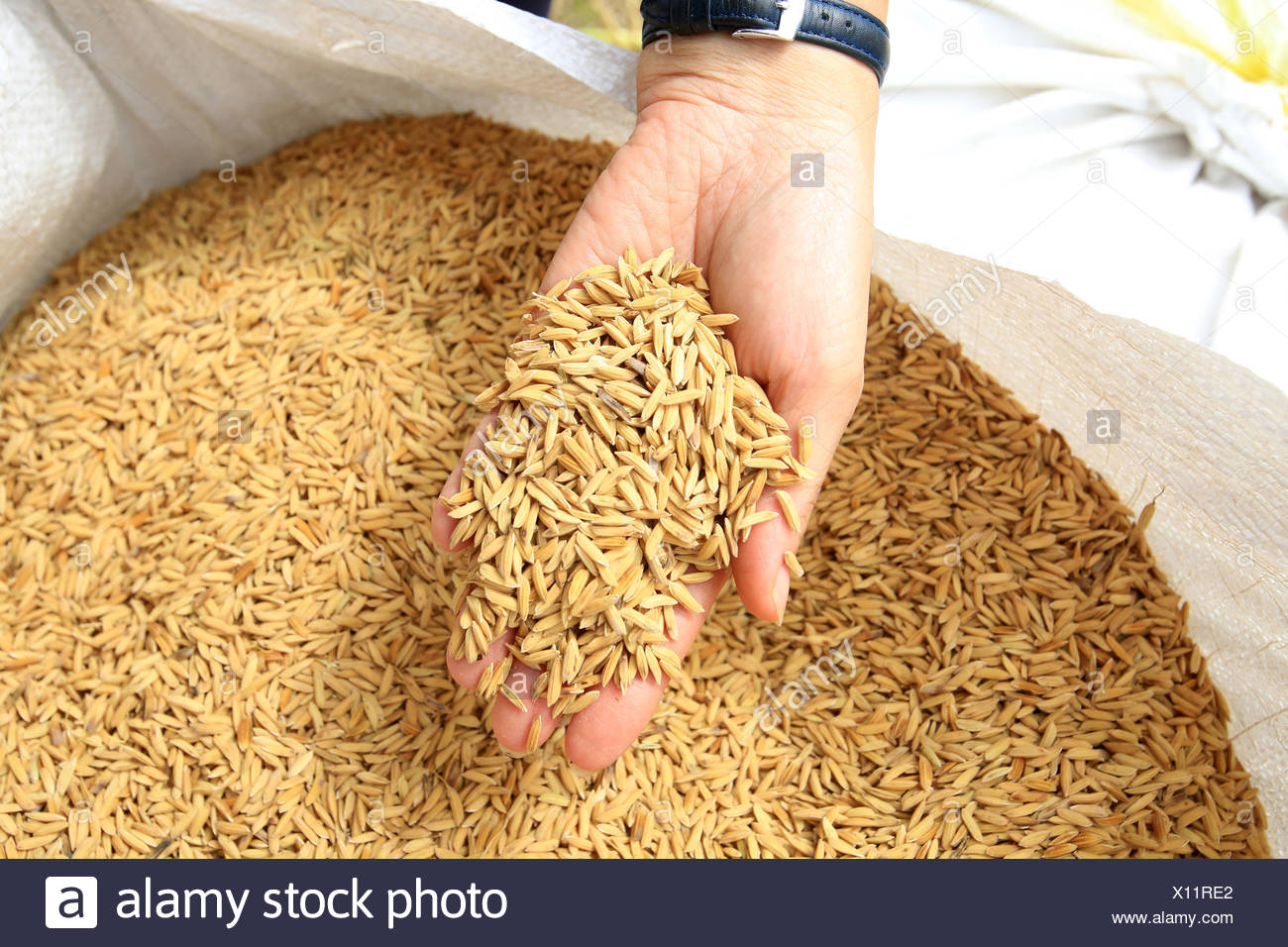 Laos Rice Farming High Resolution Stock Photography and Images - Alamy