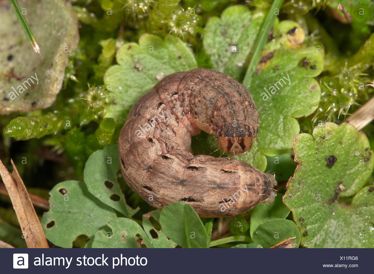 Large Yellow Underwing Moth High Resolution Stock Photography and ...