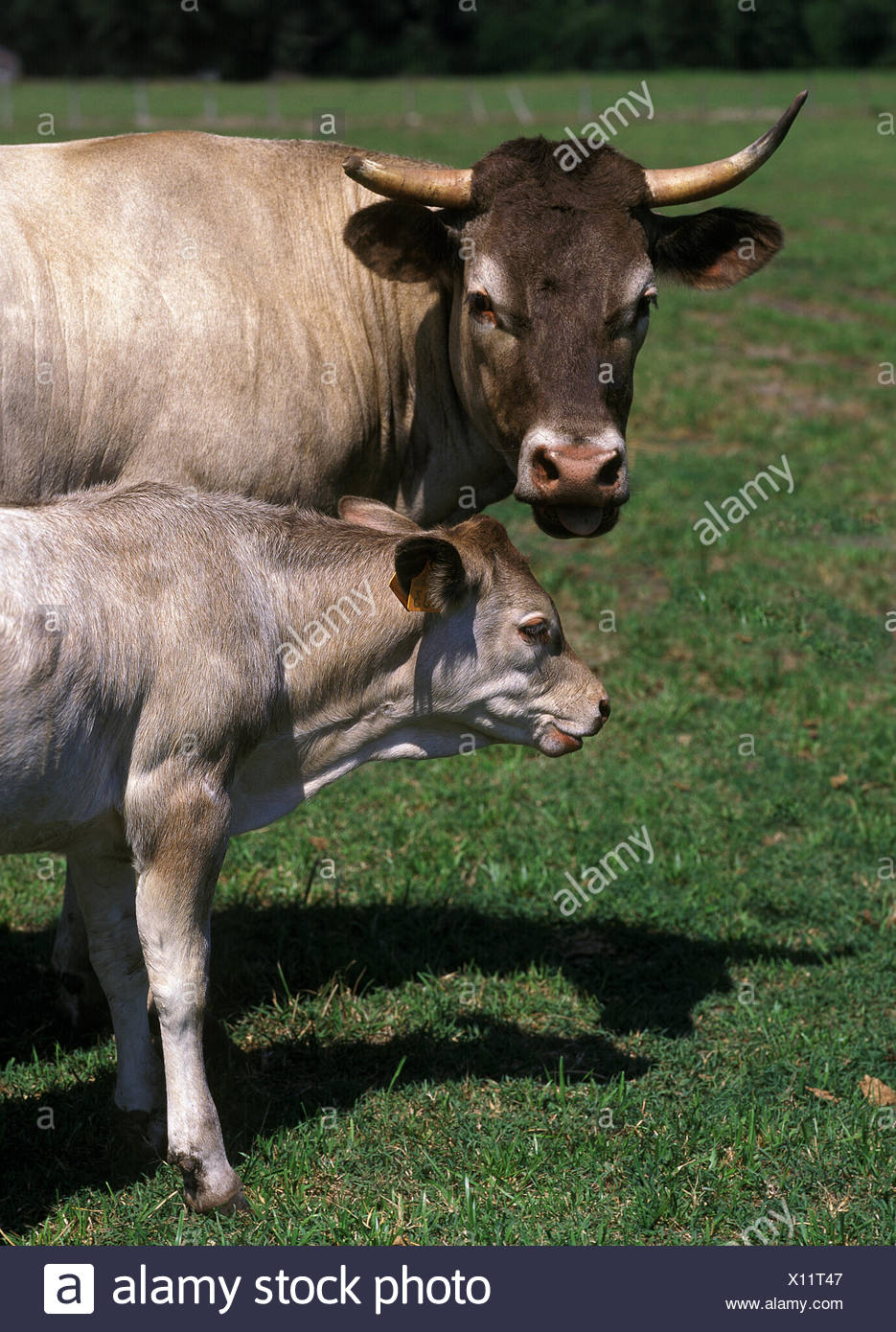 Bazadais Cattle French Breed Cow High Resolution Stock Photography and ...