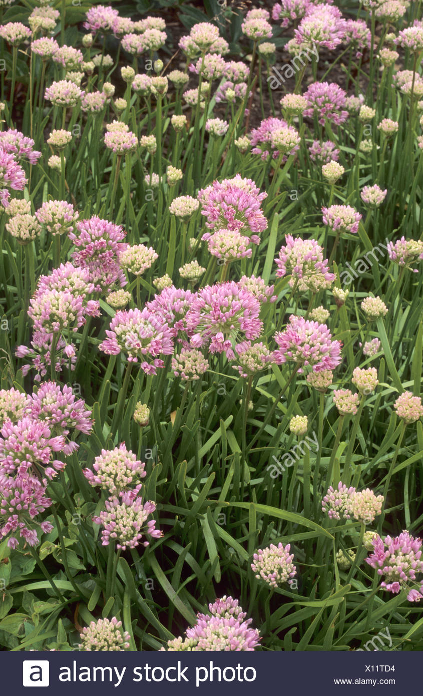 Allium Nutans Stock Photos & Allium Nutans Stock Images - Alamy