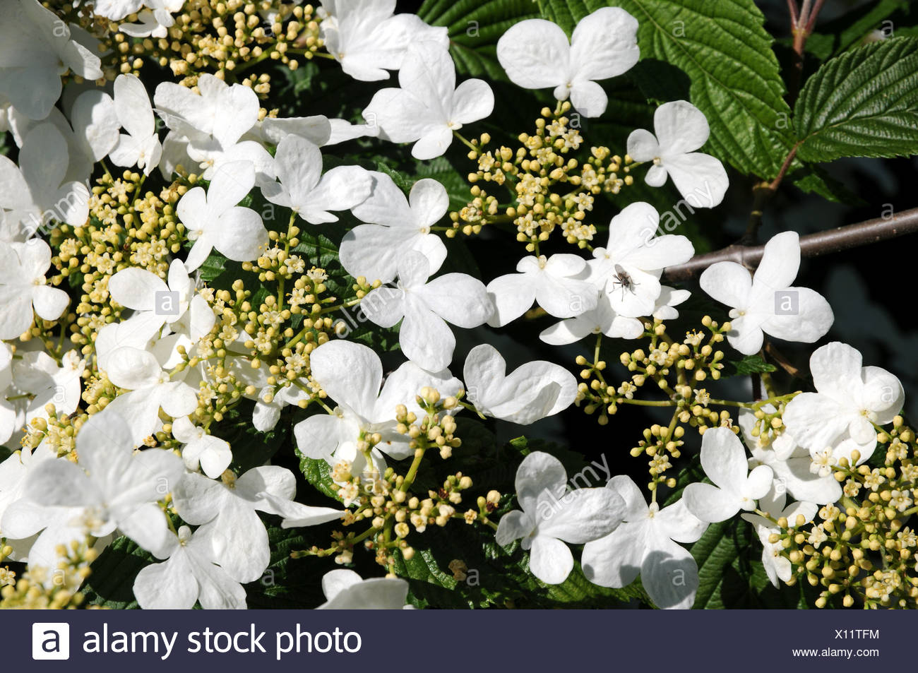Japanese Bush High Resolution Stock Photography and Images - Alamy