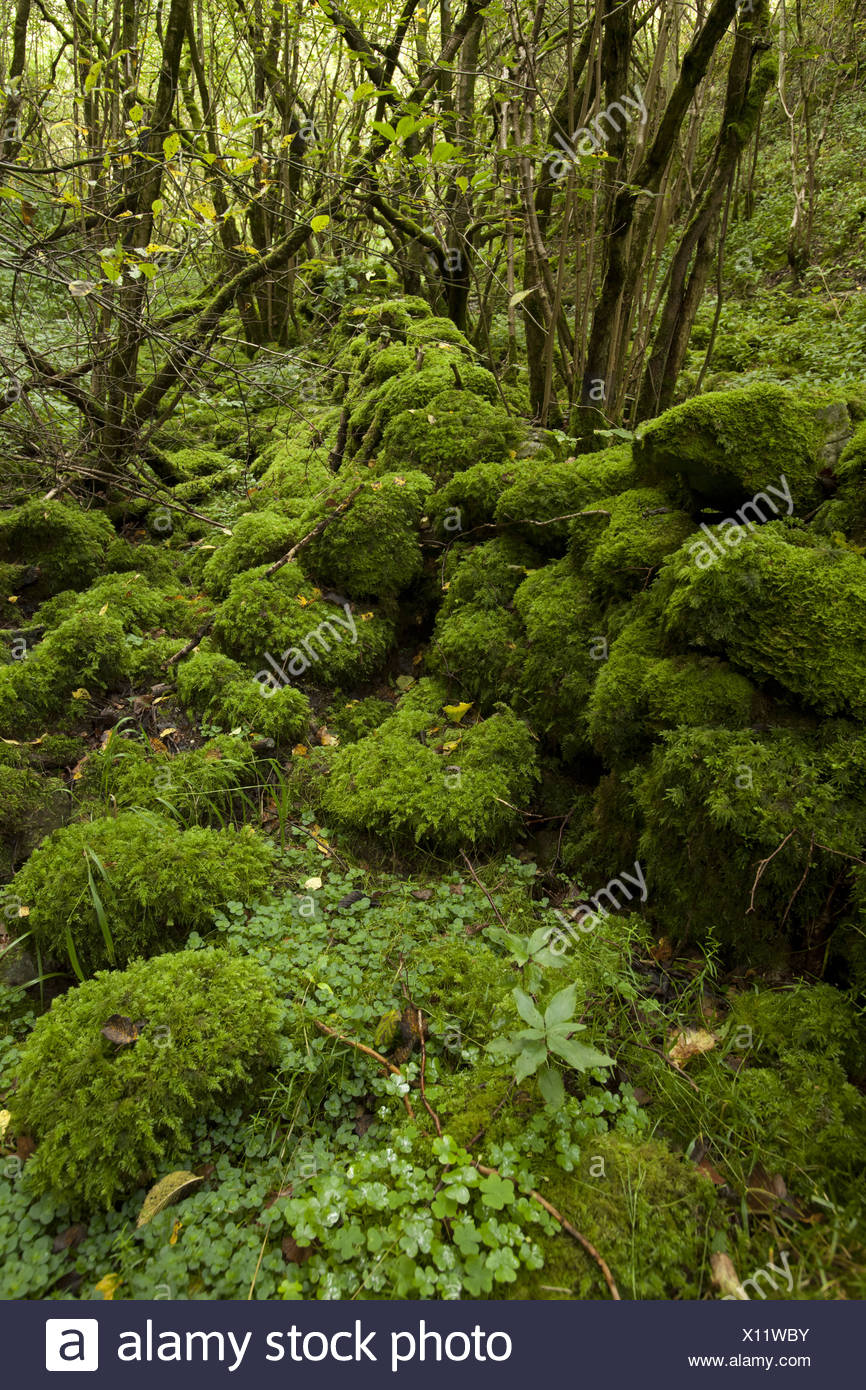 Moist Deciduous Forests High Resolution Stock Photography and Images ...