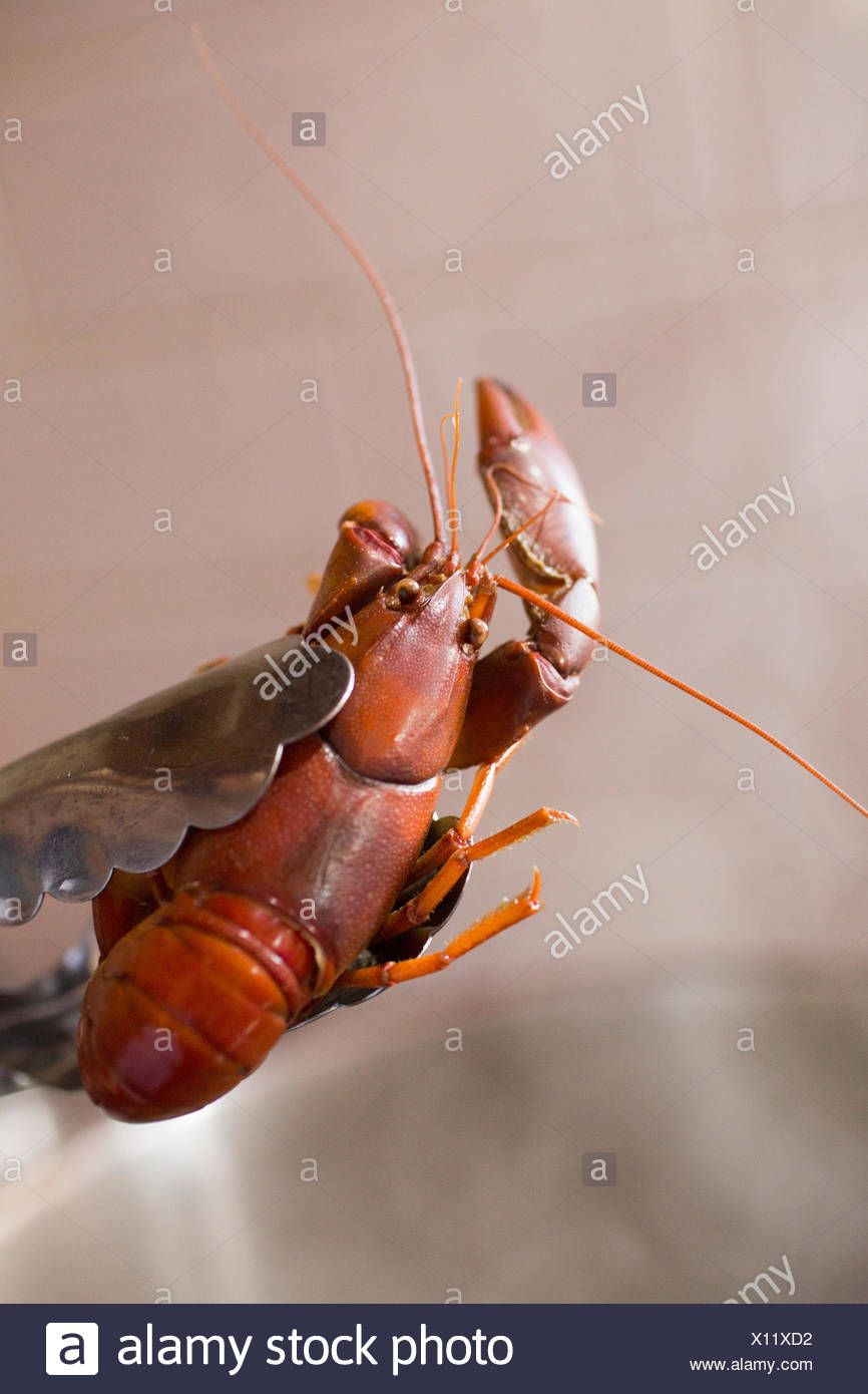 Australian Yabby High Resolution Stock Photography and Images - Alamy