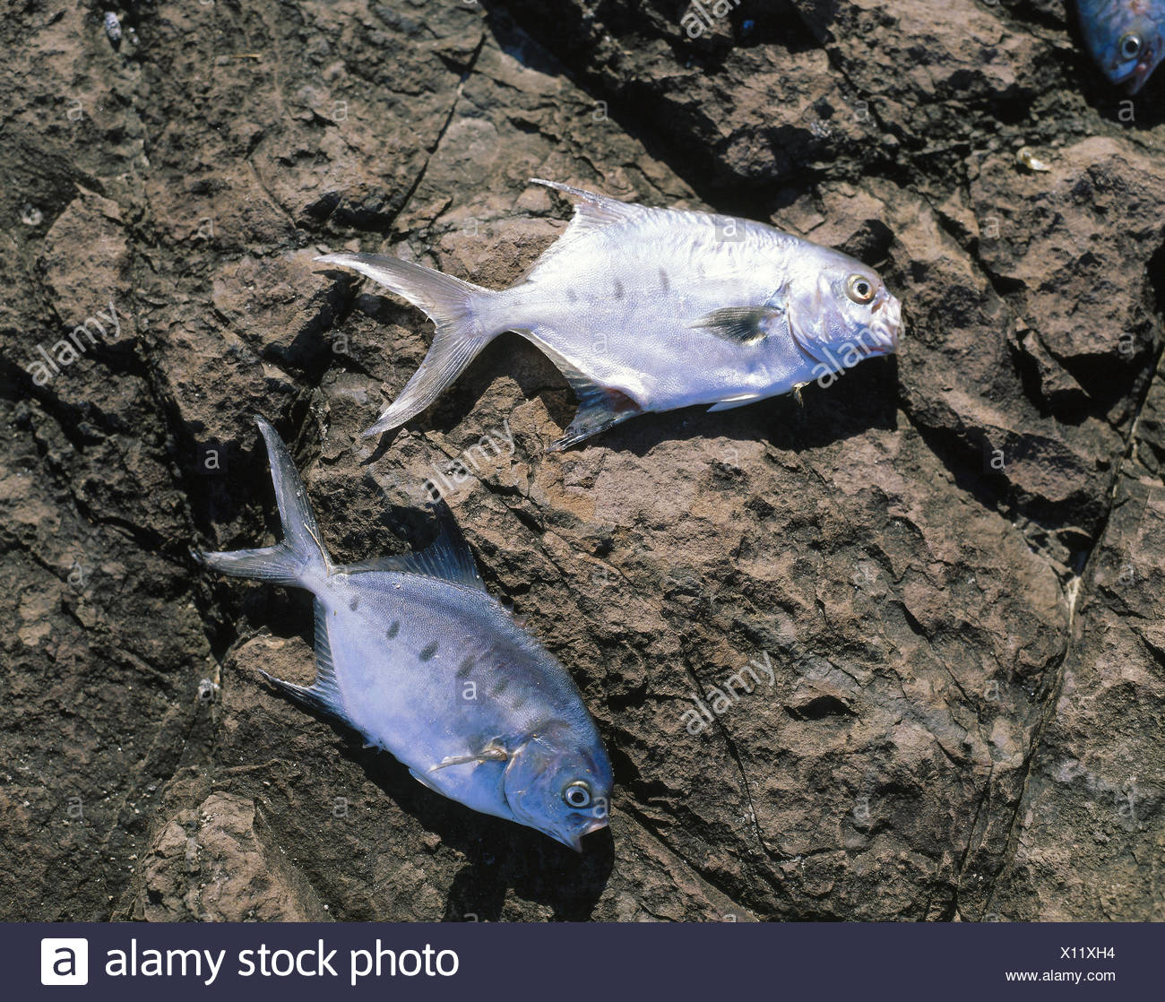 Pampus Argenteus High Resolution Stock Photography and Images - Alamy