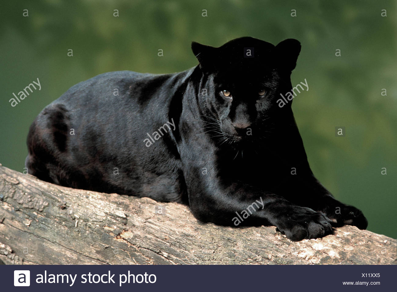 Black Jaguar Panthera Onca High Resolution Stock Photography and Images ...