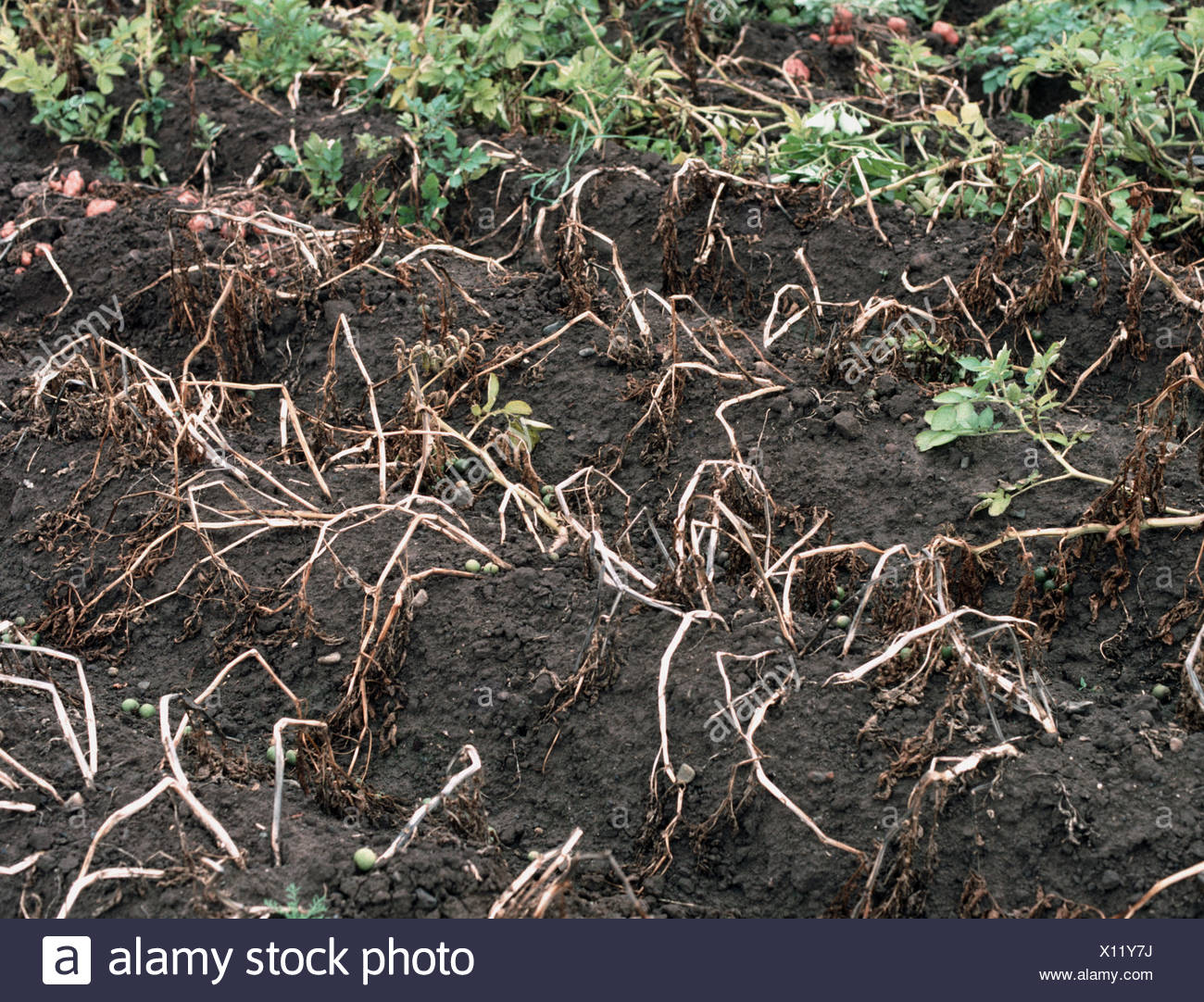 Rostochiensis High Resolution Stock Photography and Images - Alamy