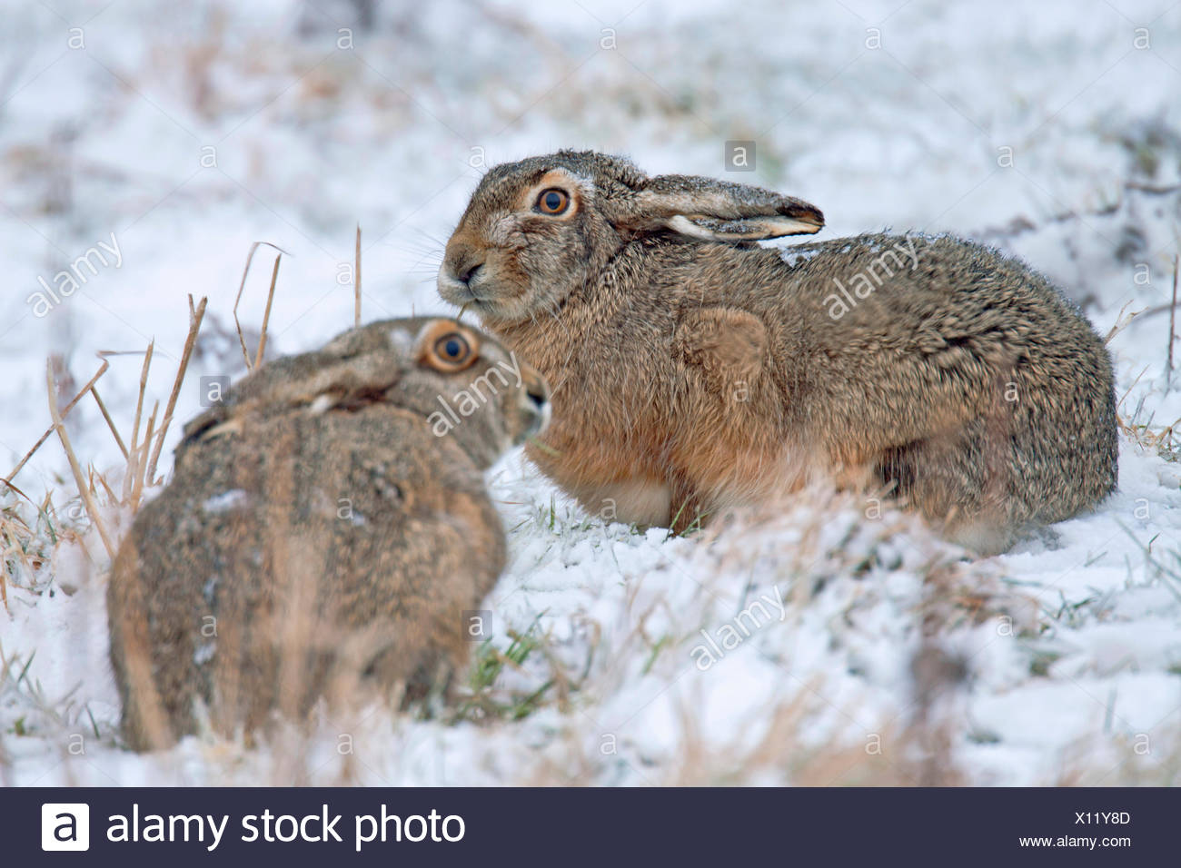 Snow Hare Stock Photos & Snow Hare Stock Images - Alamy