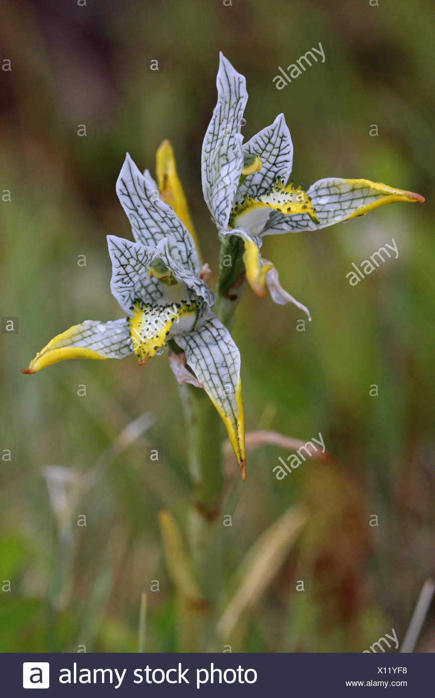 Chloraea Magellanica High Resolution Stock Photography and Images - Alamy