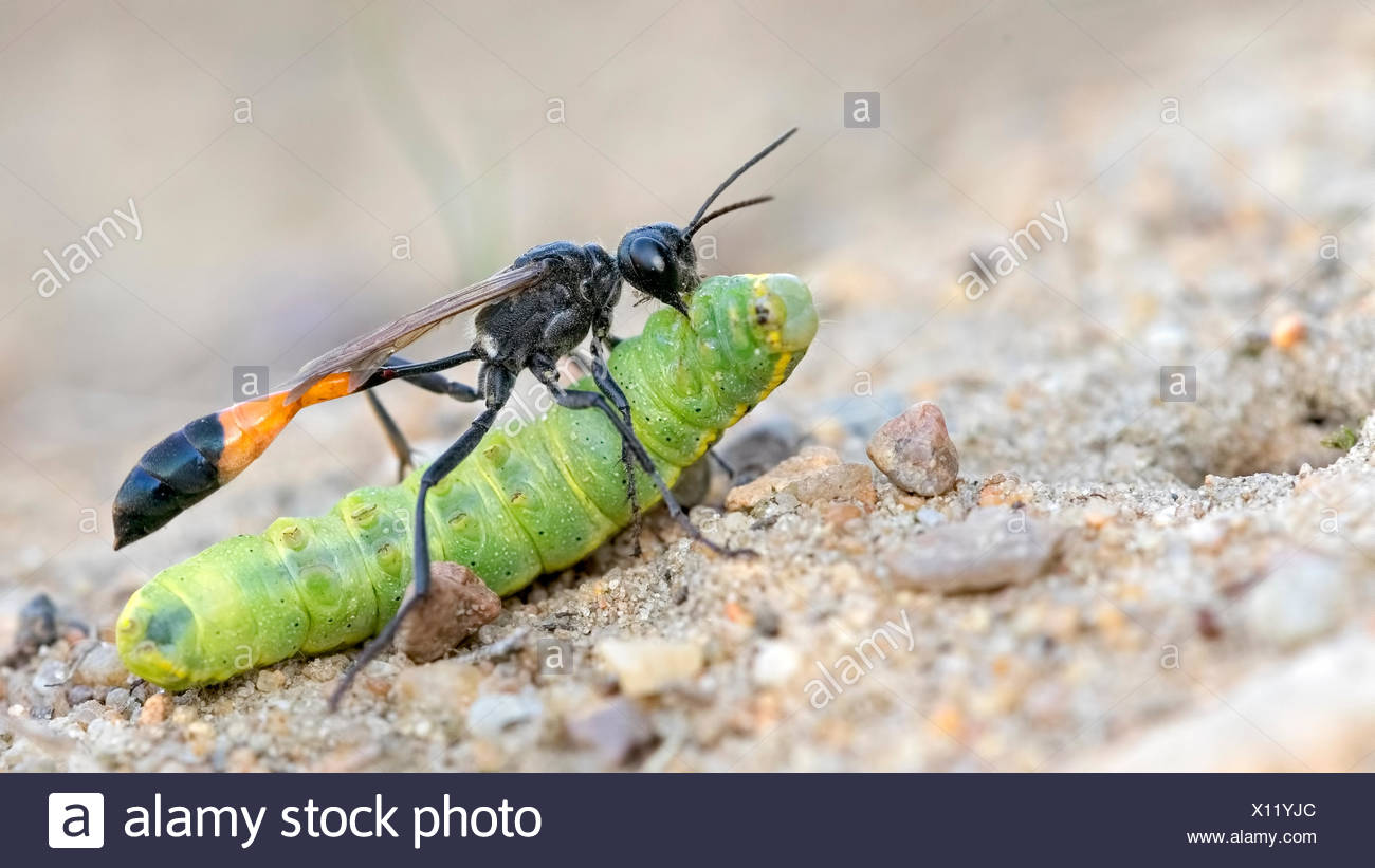 Common Wasp Feeding High Resolution Stock Photography and Images - Alamy