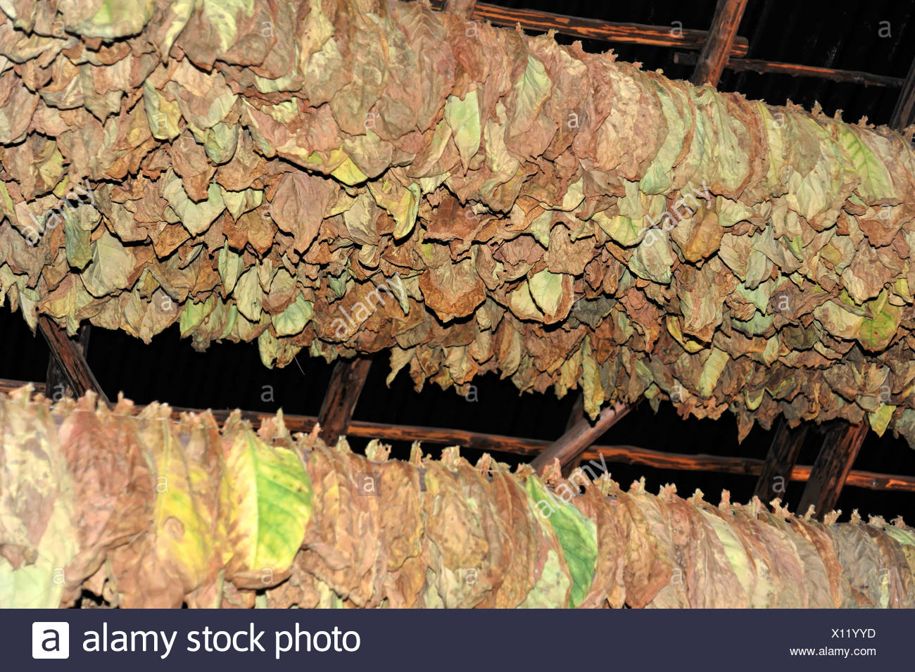 Curing Tobacco Leaves High Resolution Stock Photography and Images - Alamy