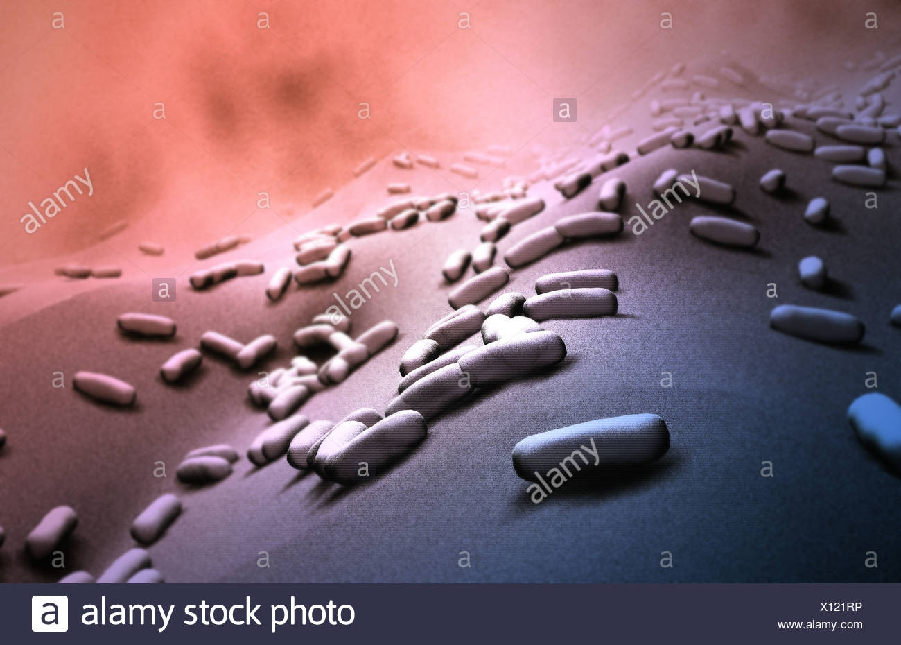 Bacillus Cereus Bacteria Illustration High Resolution Stock Photography ...