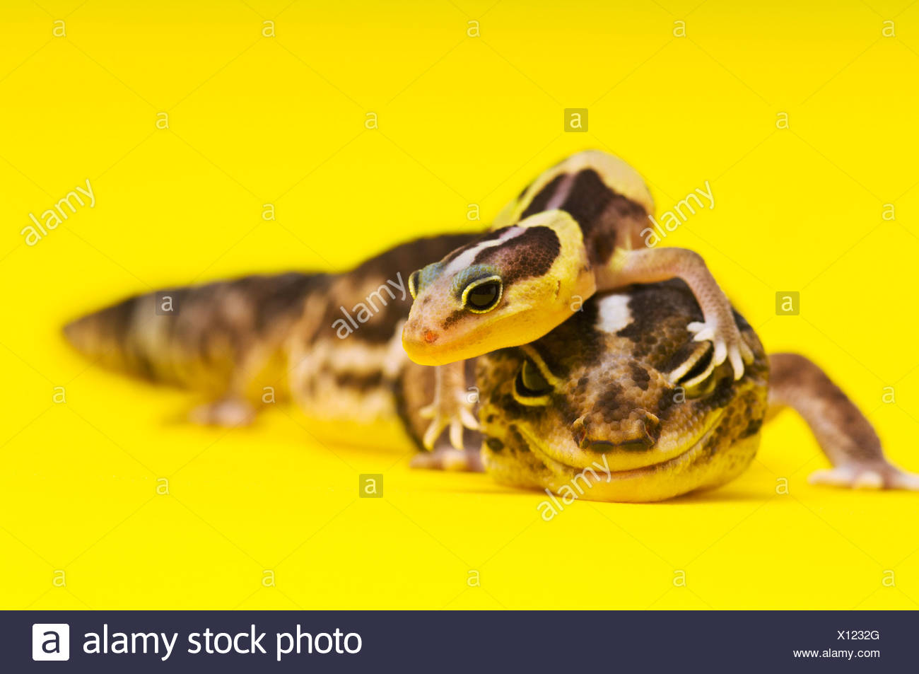 African Fat Tailed Geckos High Resolution Stock Photography and Images ...