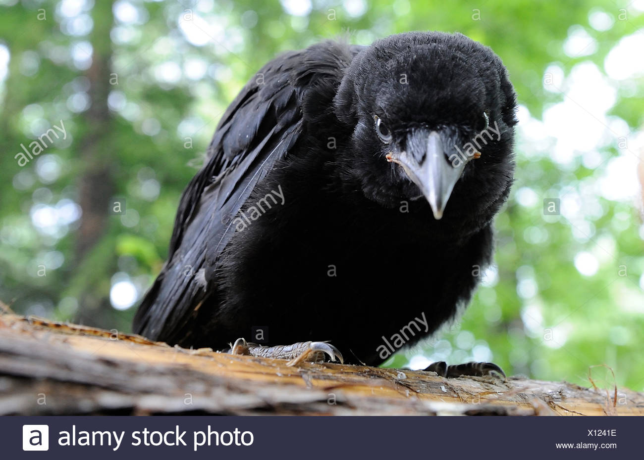 Juvenile Crow Stock Photos & Juvenile Crow Stock Images - Alamy