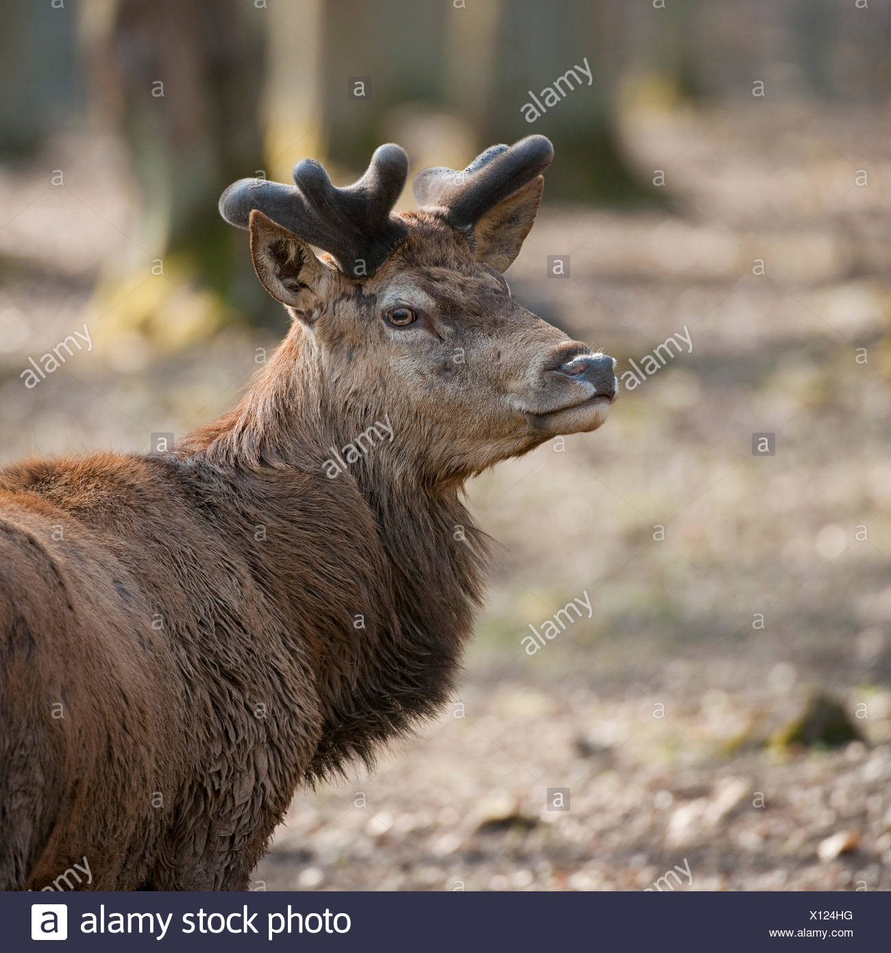 Antlers On Deer High Resolution Stock Photography and Images - Alamy