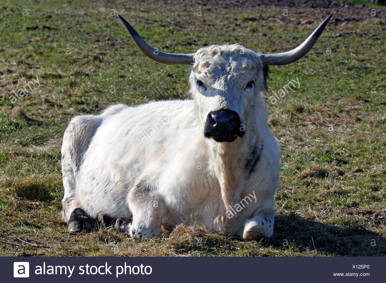 Female Domestic Cattle High Resolution Stock Photography and Images - Alamy