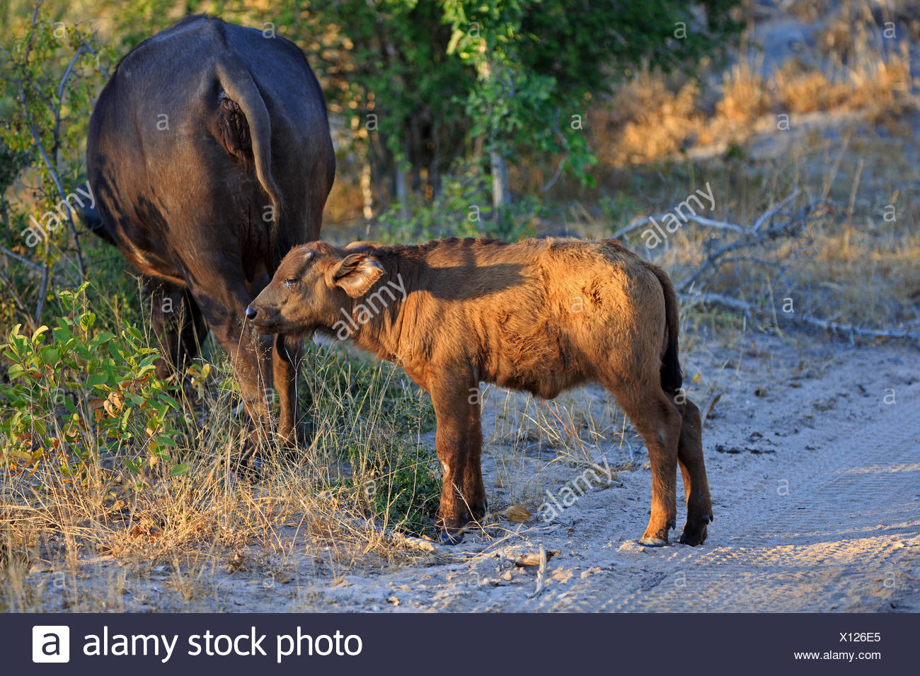 African Buffalo Baby High Resolution Stock Photography and Images - Alamy