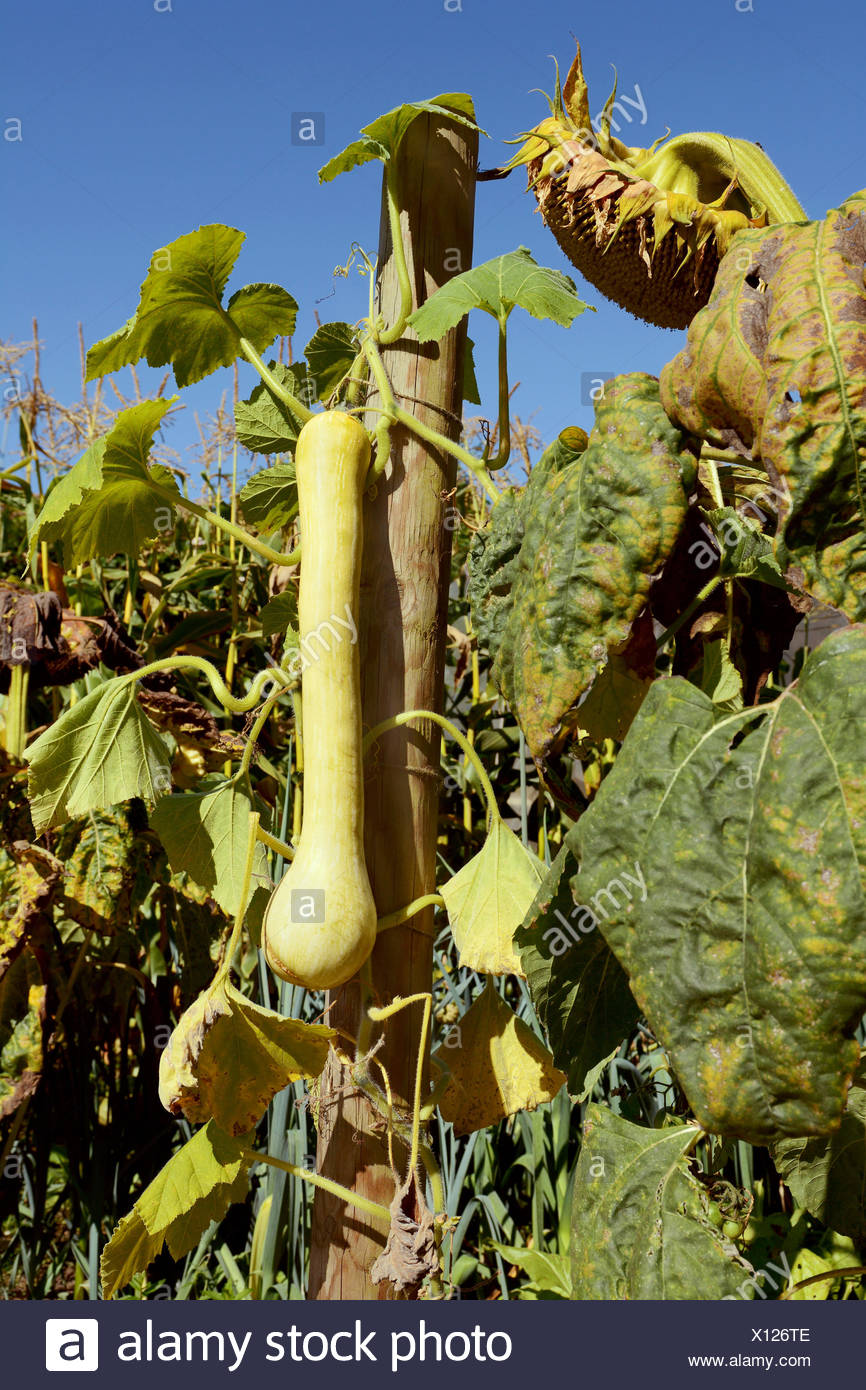 Tromboncino High Resolution Stock Photography and Images - Alamy