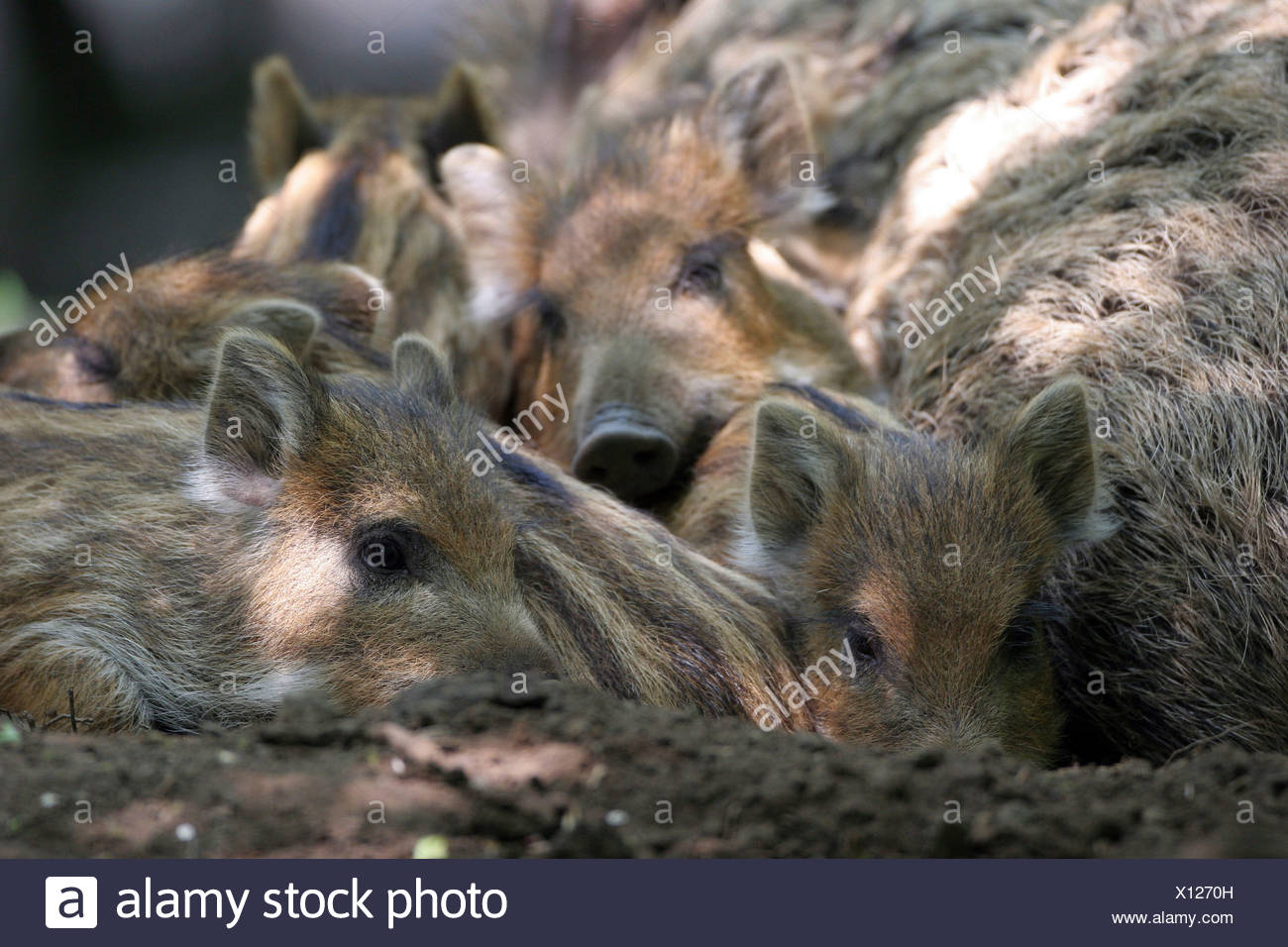 Lying Down Wild Boar High Resolution Stock Photography and Images - Alamy