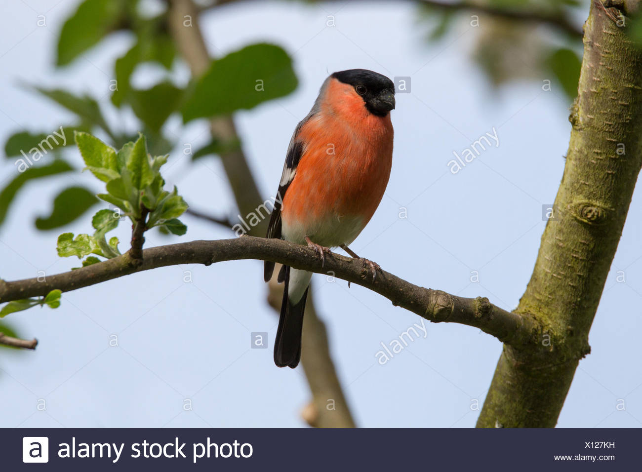 Bullfinch Singing Stock Photos & Bullfinch Singing Stock Images - Alamy