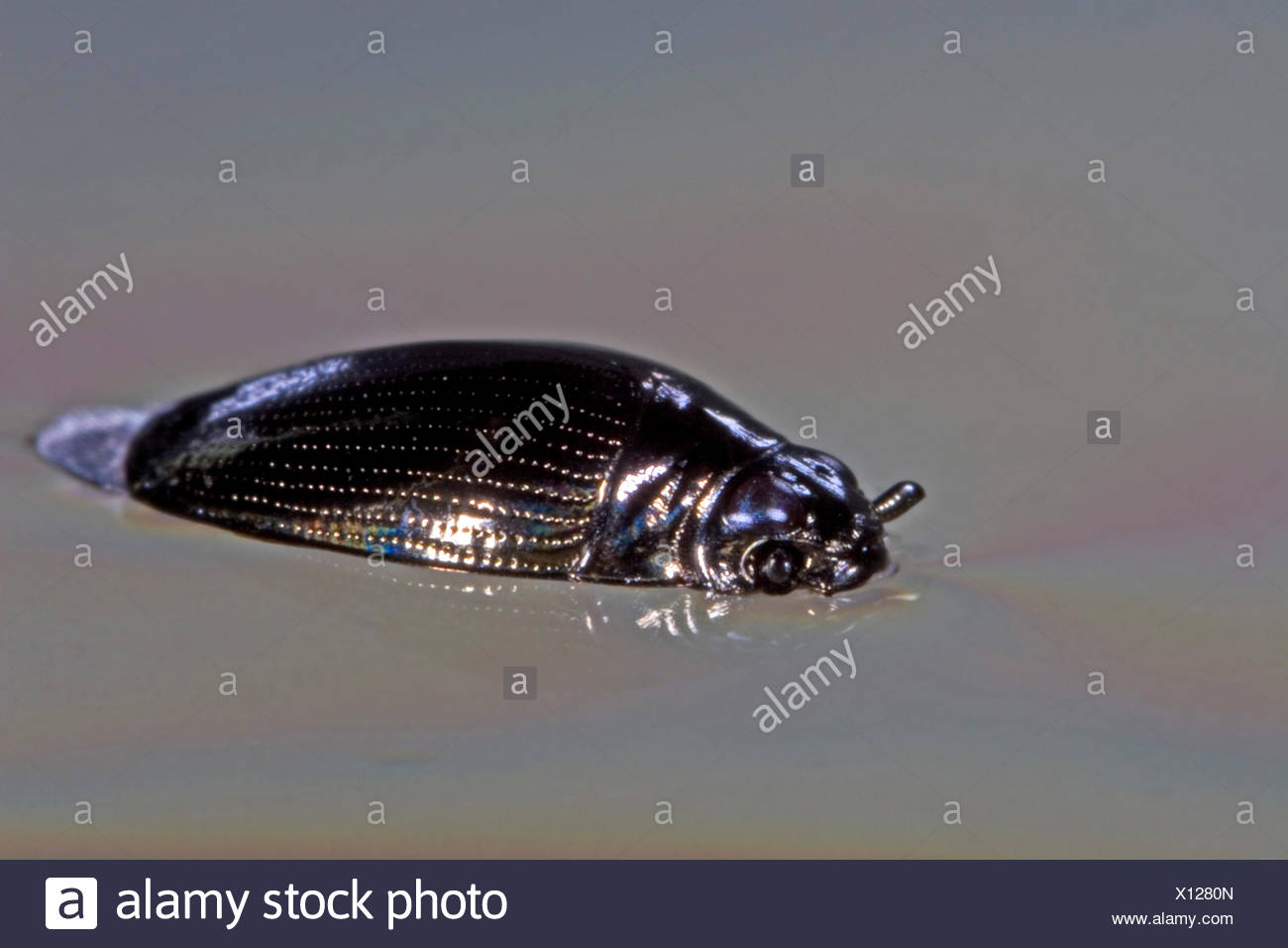 Whirligig Beetle High Resolution Stock Photography and Images - Alamy