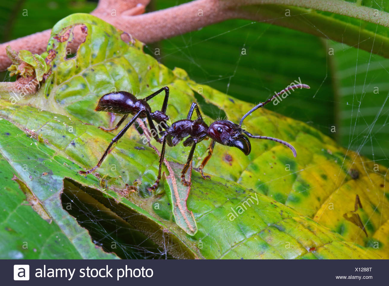 Bullet Ant Stock Photos & Bullet Ant Stock Images - Alamy