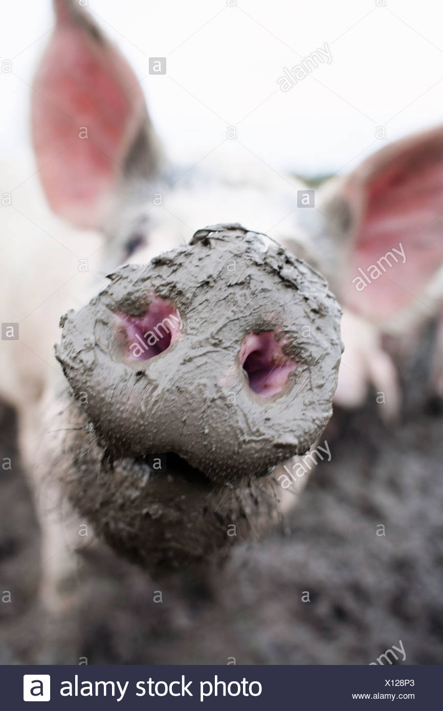 Snout Stock Photos & Snout Stock Images - Alamy