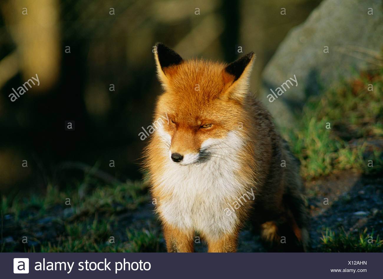 Fox Standing High Resolution Stock Photography and Images - Alamy