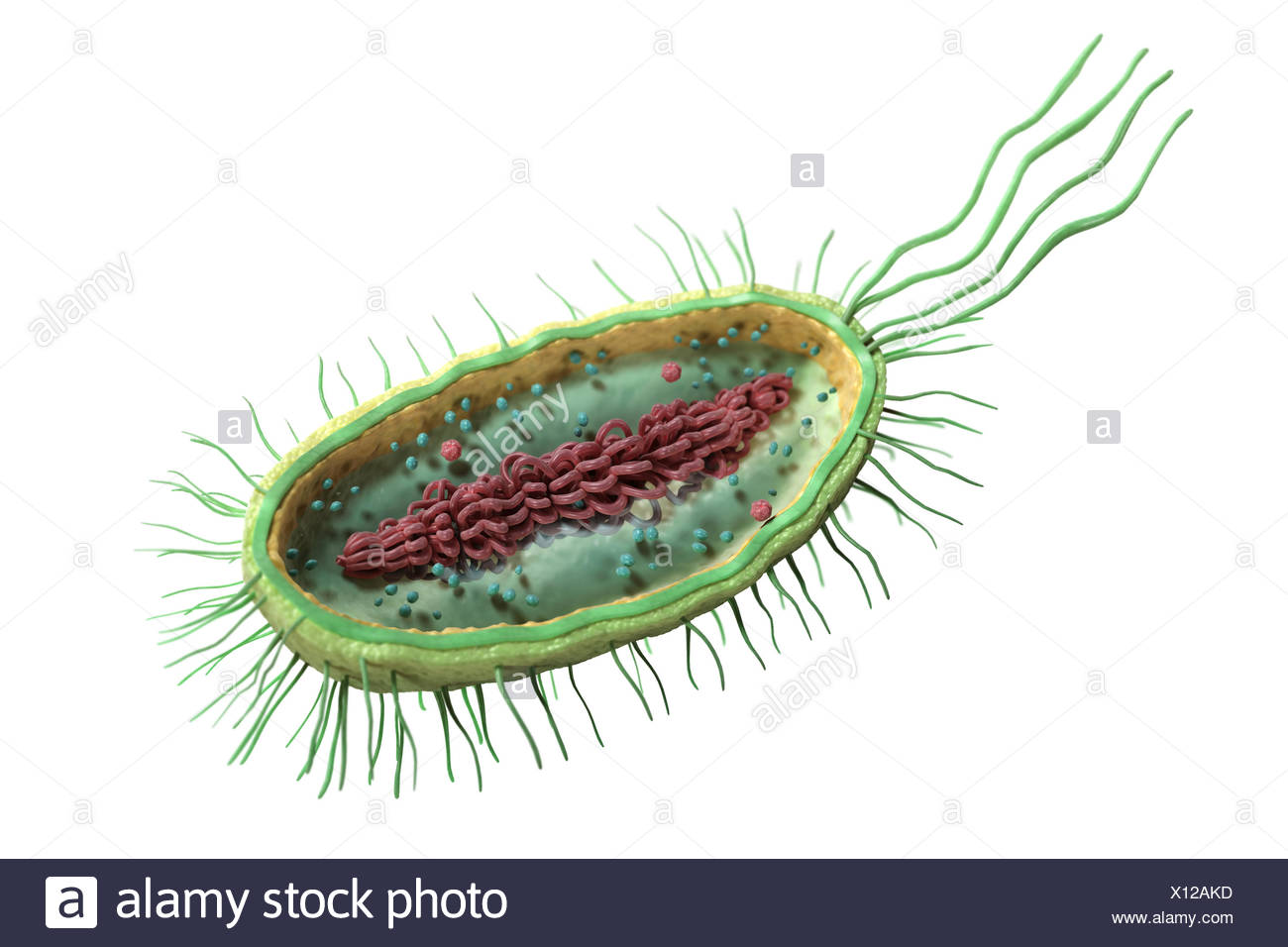 Nucleoid High Resolution Stock Photography and Images - Alamy
